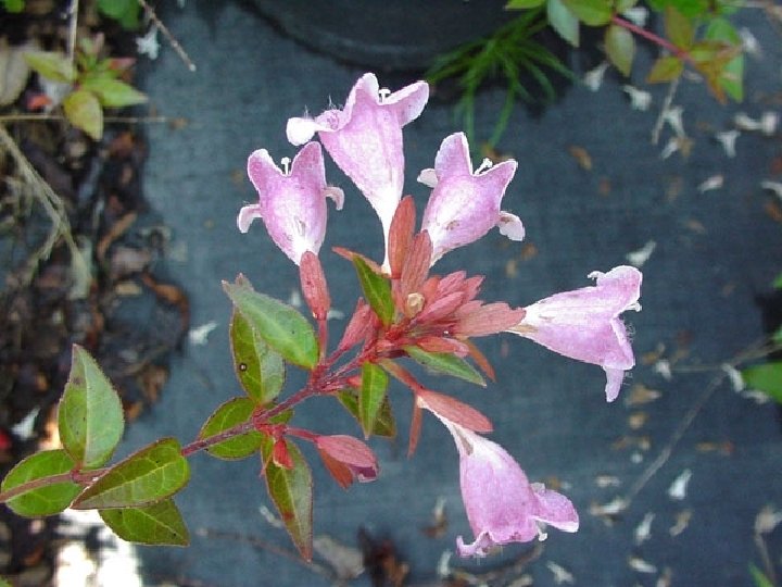 Plant ID Scientific Names A and B Abelia