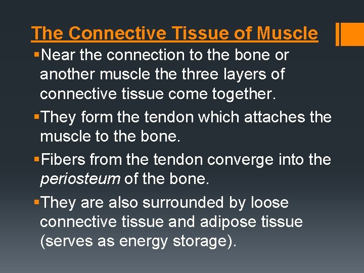 Muscle Structure The Connective Tissue of Muscle 1
