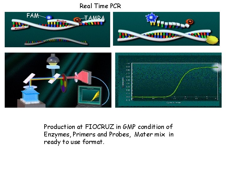 Real Time PCR FAM TAMRA Production at FIOCRUZ