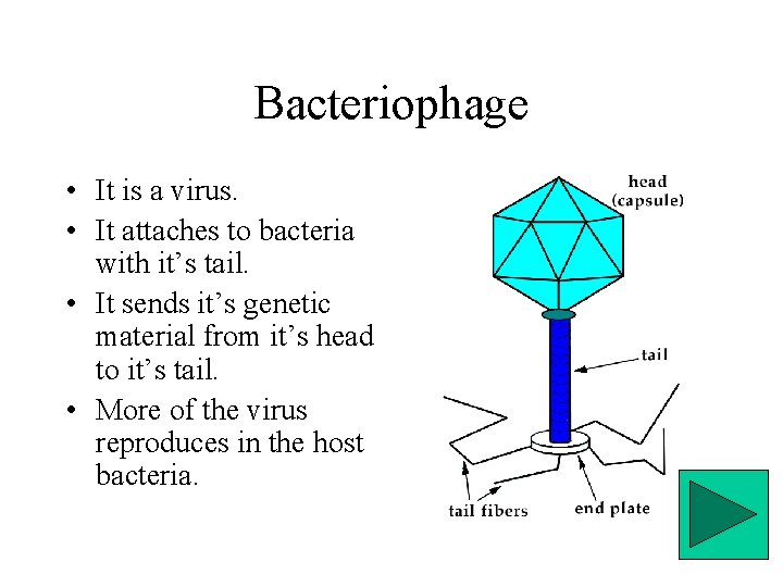 Viruses Bacteria A guide to understanding the similarities