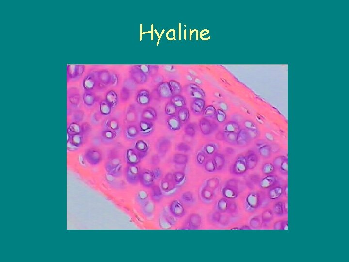 Human Tissues Dr S Nishan Silva MBBS Basic