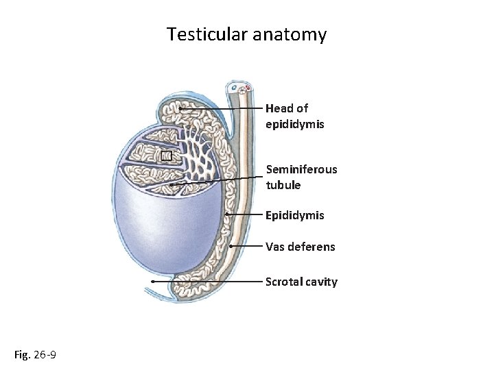Bio 449 Lecture 32 Male Reproductive Physiology Male
