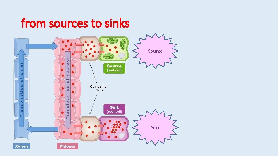 TRANSLOCATION IB Biology Plant Science 9 2 11