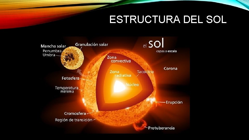 ESTRUCTURA DEL SOL Ncleo es la zona del