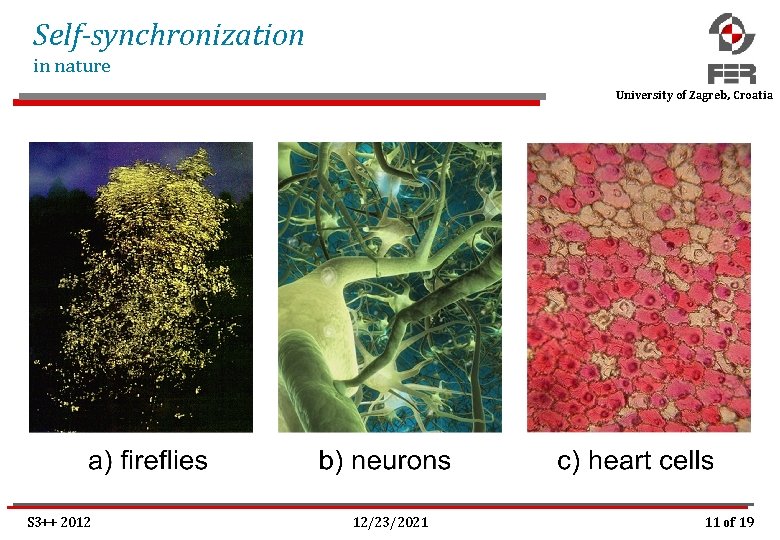 University of Zagreb Croatia Synchronization inspired by fireflies