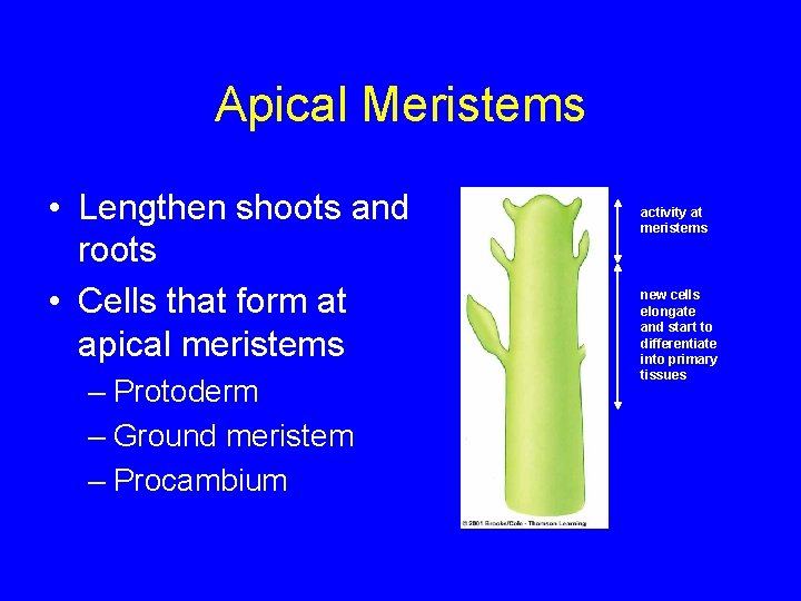 Plant Tissues Chapter 26 Success of the Angiosperms