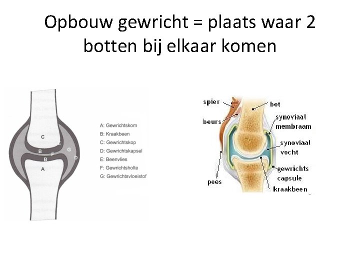 Bewegingsstelsel anatomie en fysiologie leerdoelen Opbouw bot Verschillende