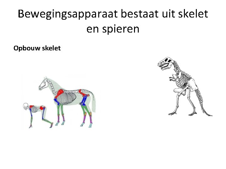 Bewegingsstelsel anatomie en fysiologie leerdoelen Opbouw bot Verschillende