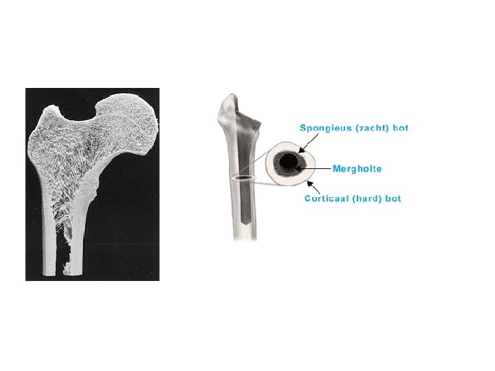 Bewegingsstelsel anatomie en fysiologie leerdoelen Opbouw bot Verschillende