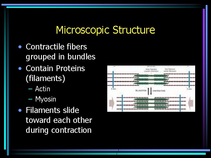 The Muscular System Functions Anatomy Functions of the
