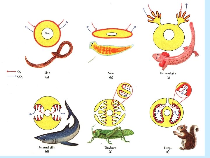 Types of Respiratory Systems Every cell needs oxygen