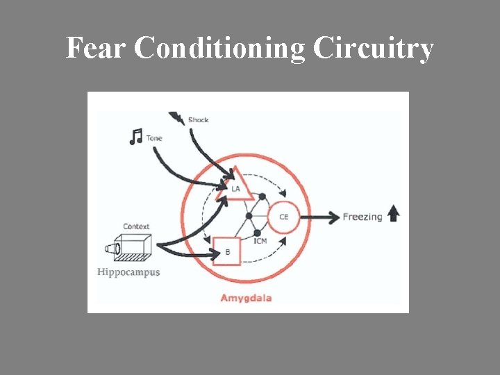 Effects of Ventral and Dorsal CA 1 Subregional