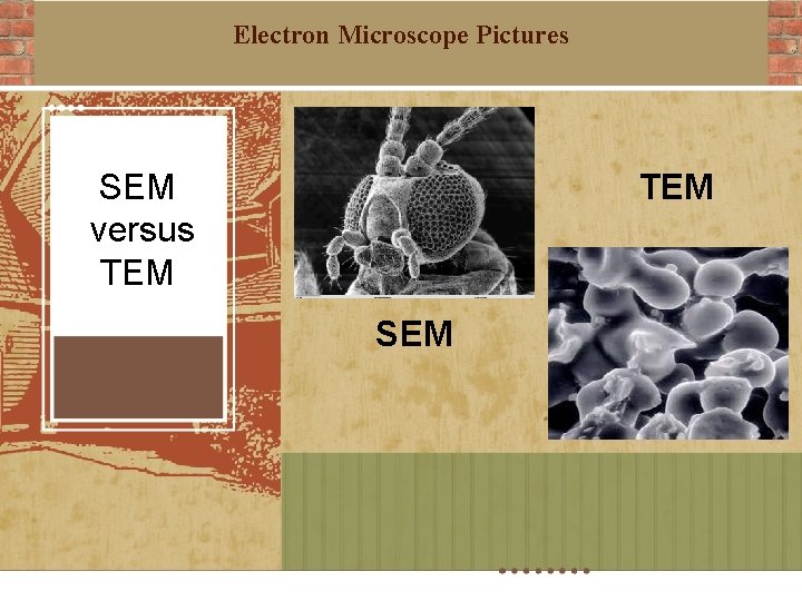 Types of Electron Microscopes Electron microscopes use a