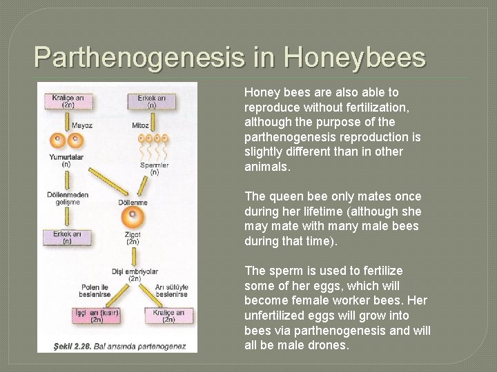 PARTHENOGENESI S parthenos virgin and genesis creation Reproduction