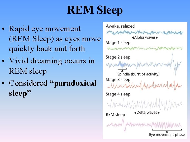 Sleep and Dreams Circadian Rhythms Biological rhythms that