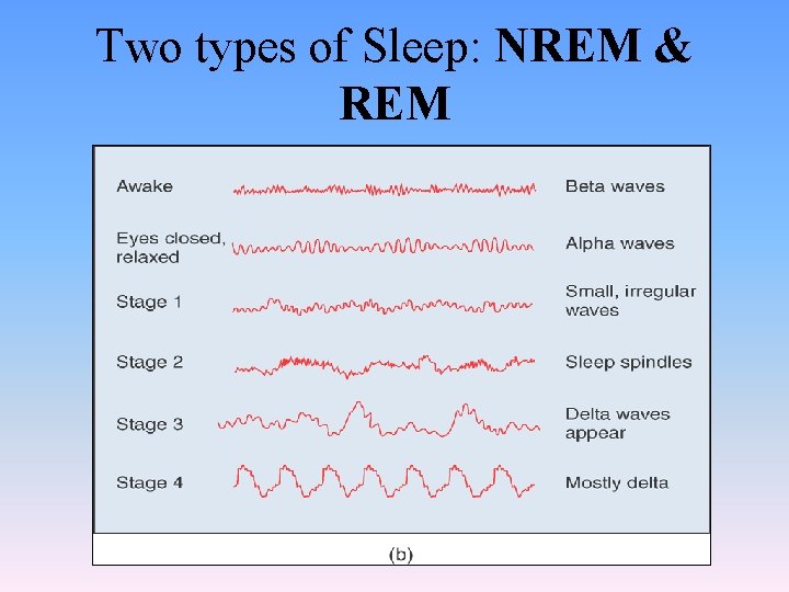 Sleep and Dreams Circadian Rhythms Biological rhythms that