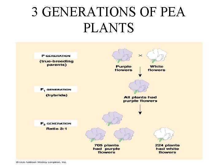 GREGOR MENDEL 1860S AUGUSTINIAN MONK DISCOVERED THE FUNDAMENTAL