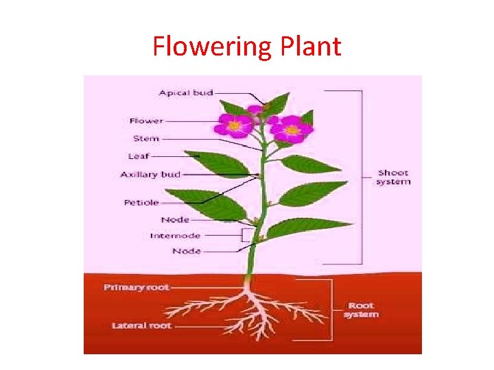 Flowering Plant Functions Roots Roots anchor and support