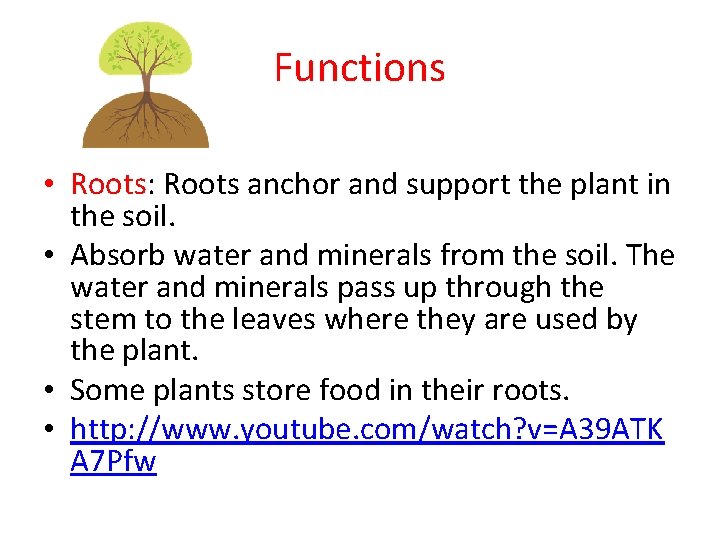 Flowering Plant Functions Roots Roots anchor and support