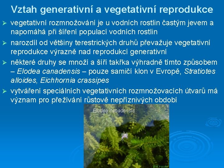 Biologie vodnch rostlin Vegetativn rozmnoovn Vztah generativn a