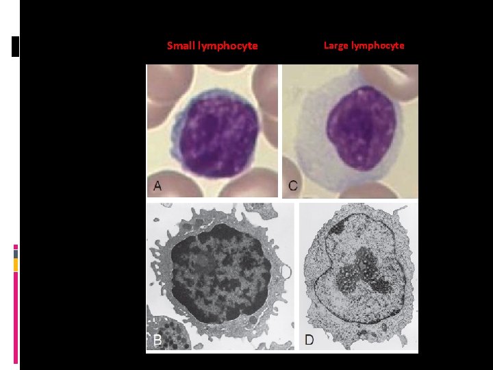 Chapter 2 CELLS TISSUES OF IMMUNE SYSTEM CELLS