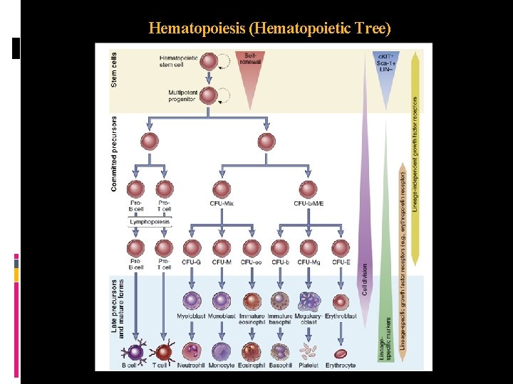 Chapter 2 CELLS TISSUES OF IMMUNE SYSTEM CELLS
