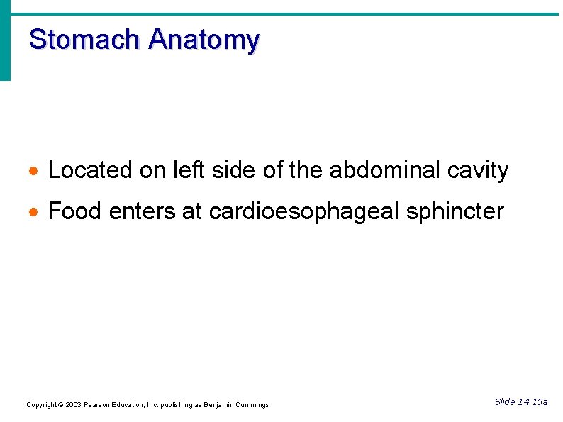 Stomach Anatomy Located on left side of the