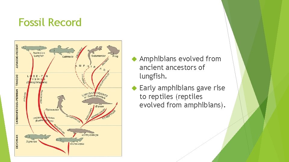 Amphibians Characteristics of Amphibians are eukaryotic heterotrophic ...