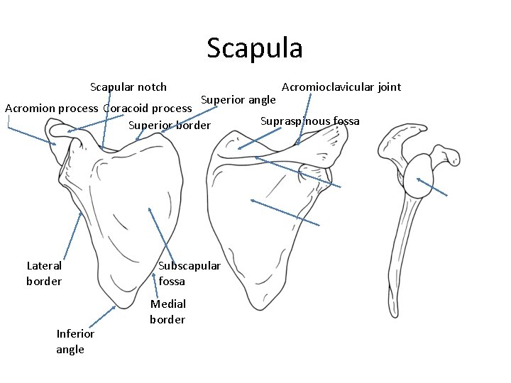 Appendicular Skeletal System Appendicular Skeletal System Composed of