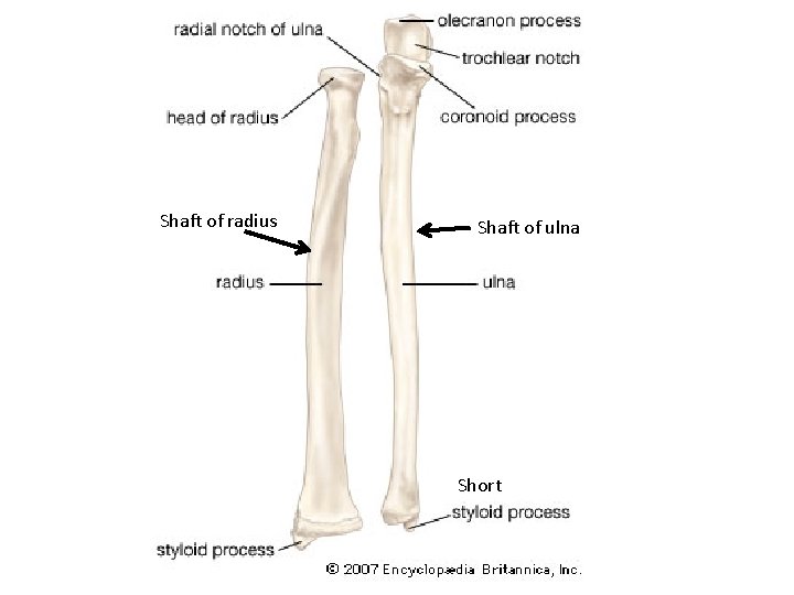Appendicular Skeletal System Appendicular Skeletal System Composed of