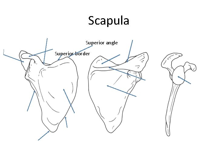 Appendicular Skeletal System Appendicular Skeletal System Composed of