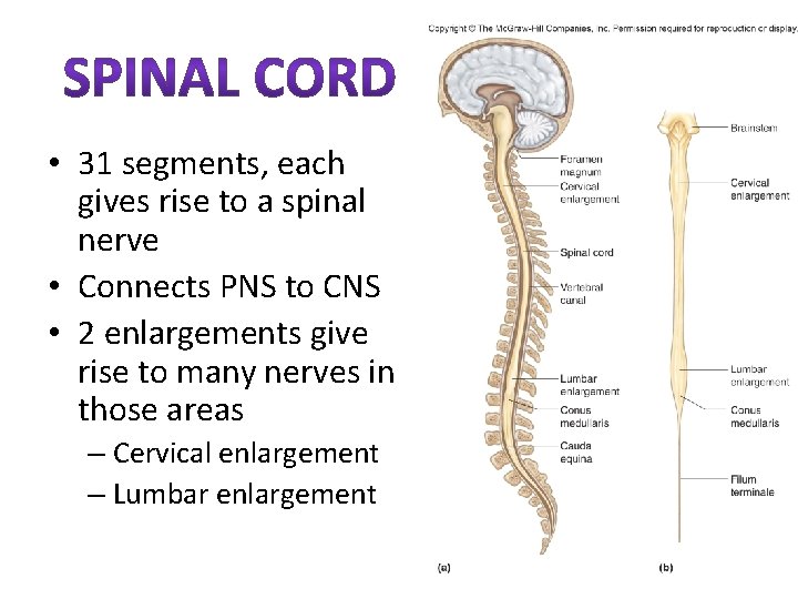 Spaces in the brain continuous with the central