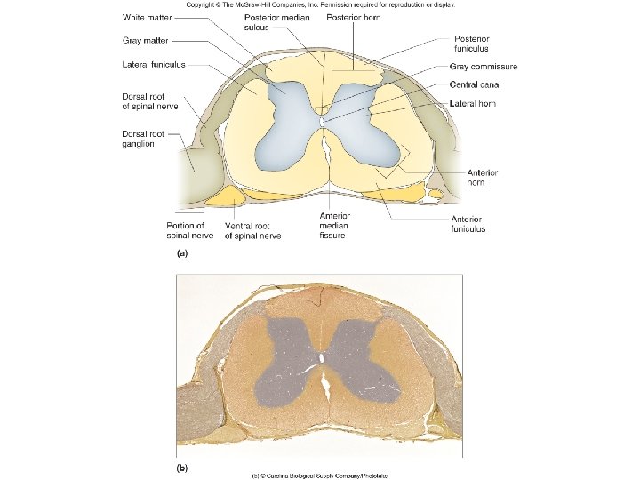 Spaces in the brain continuous with the central