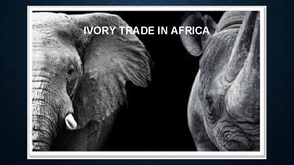 IVORY TRADE IN AFRICA HOW MUCH IS IT