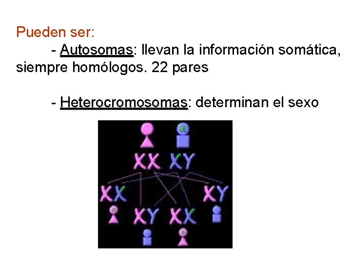 LA CLULA Prof Mara Jos Borrego Gutirrez ESTUDIO