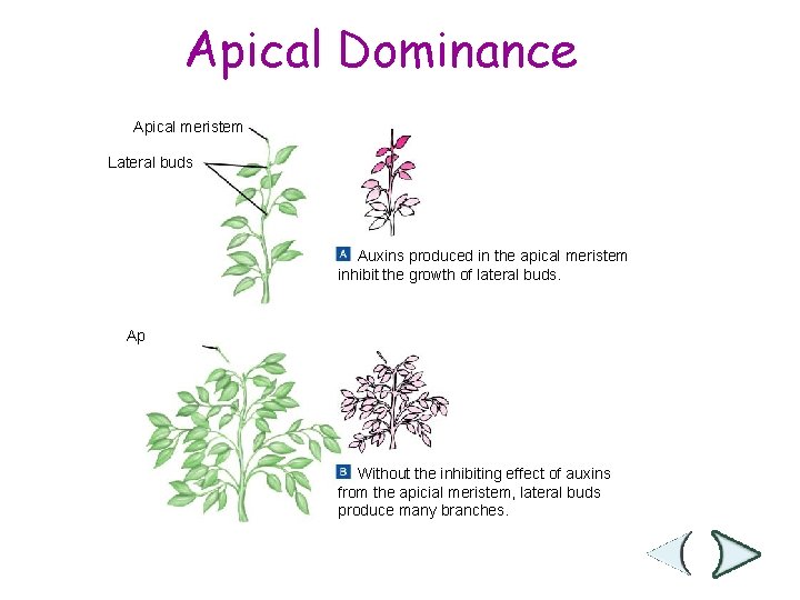 PLANT RESPONSES ADAPTATIONS PLANT GROWTH DEVELOPMENT 1 3