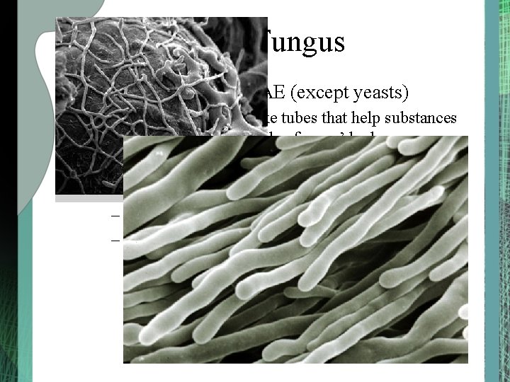 Fungi Fungi Can be unicellular yeasts Can be