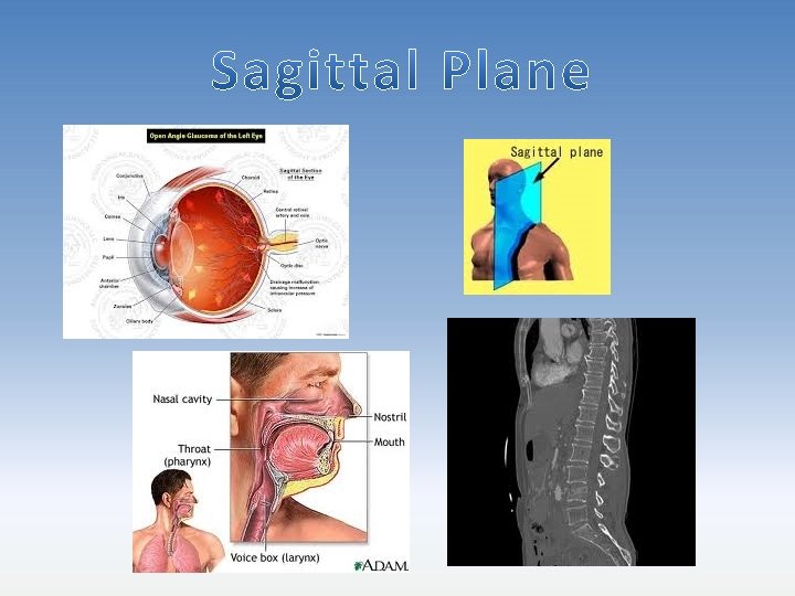 Anatomical Position and Directions Standard 1 Objective 8