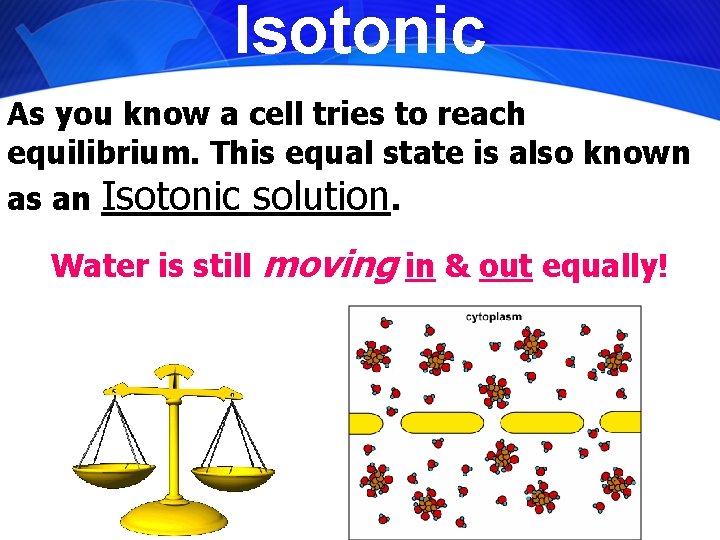 Unit 3 Movement Through The cell Plasma MembraneCell