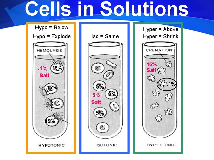 Unit 3 Movement Through The cell Plasma MembraneCell