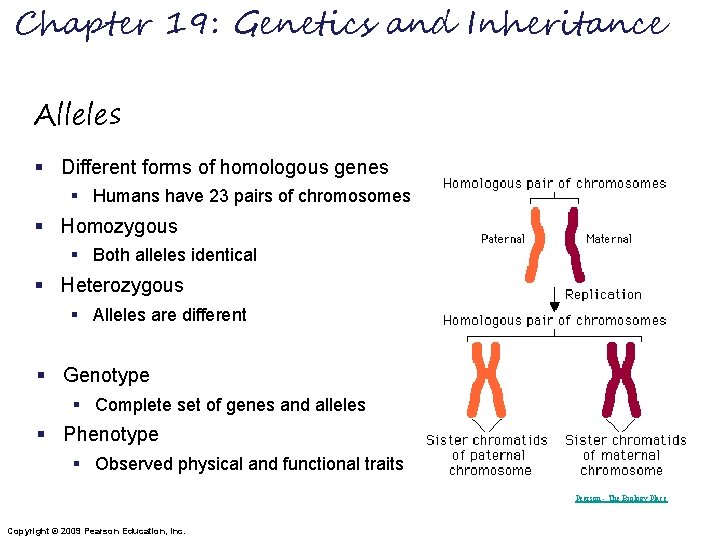 Chapter 19 Genetics and Inheritance Alleles Different forms