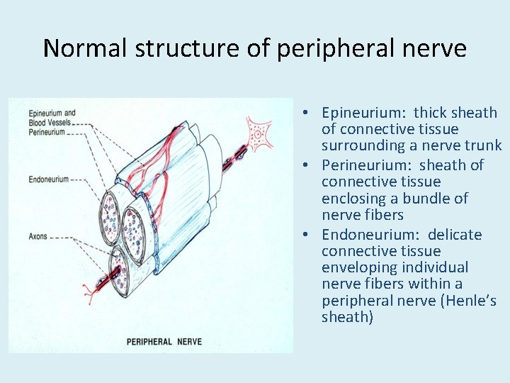 Peripheral Nervous System Pathologies Dr S Nishan Silva