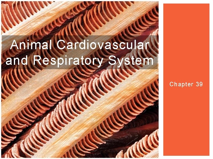 Animal Cardiovascular and Respiratory System Chapter 39 GAS