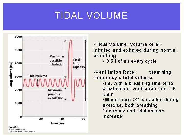 Animal Cardiovascular and Respiratory System Chapter 39 GAS