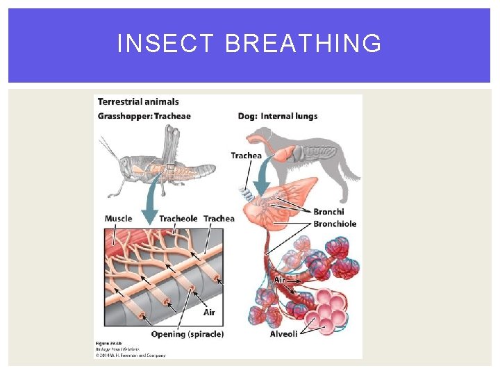 Animal Cardiovascular and Respiratory System Chapter 39 GAS