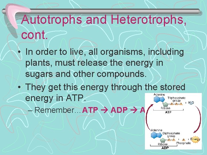 Photosynthesis and Cellular Respiration Biology I K Beris