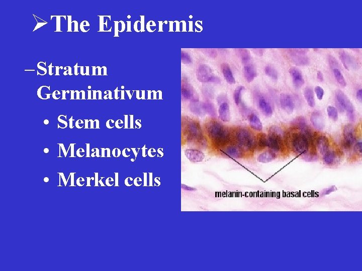 Organization Skin Epidermis Dermis Accessory Structures Hair Hair