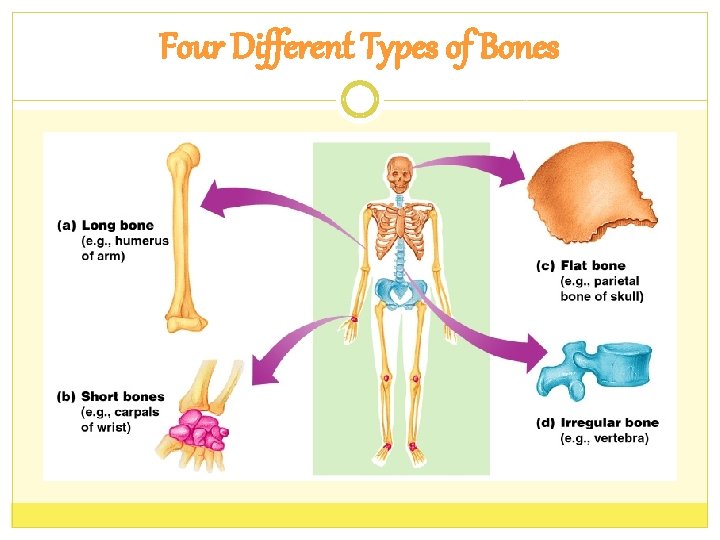 Skeletal System What would your body be like