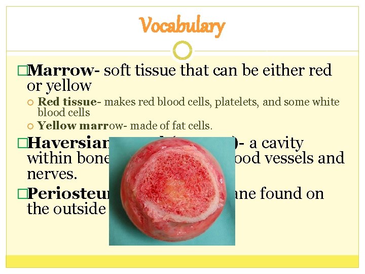 Skeletal System What would your body be like