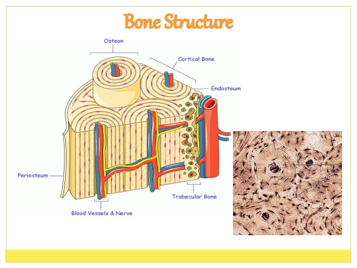 Skeletal System What would your body be like